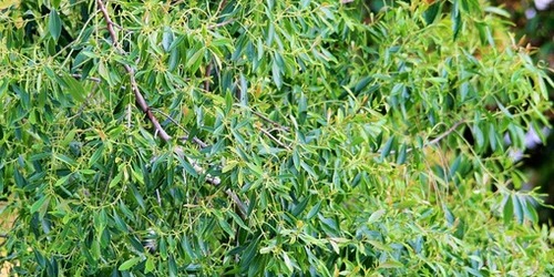 Le Tea tree ou arbre à thé - Info Santé Nature