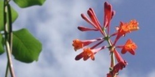 Le Chèvrefeuille - Info Santé Nature