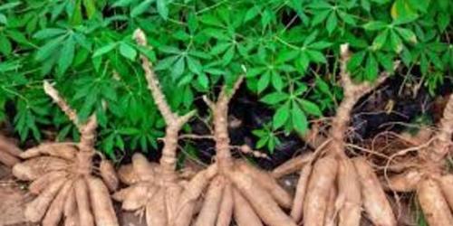 Le Manioc de Guyane - Info Santé Nature