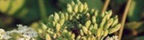 La Livèche, Ache des montagnes - Info Santé Nature