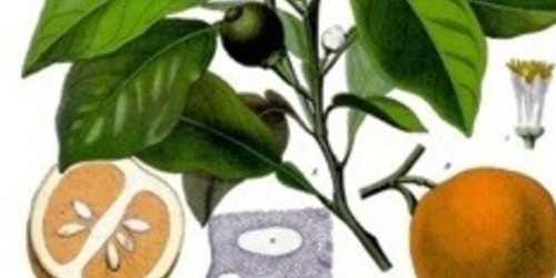 L'orange amère - Info Santé Nature