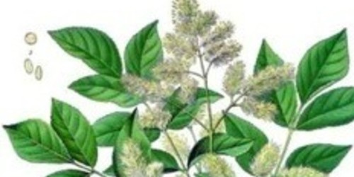 Le Frêne - Info Santé Nature