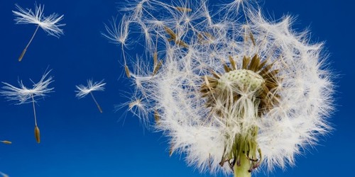 Légèreté... - Info Santé Nature